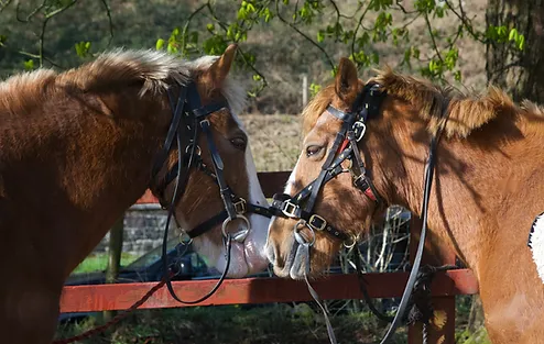Pentre Riding Stables | Horse Riding Brecon Beacons
